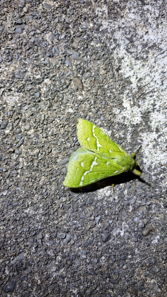 Puriri moth from Ōtaki 5582, New Zealand on December 6, 2023 at 10:35 ...