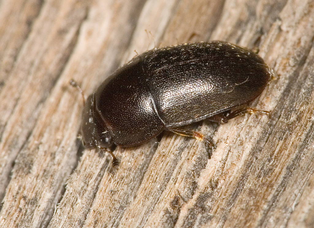 Cryptarcha ampla from Upshur County, WV, USA on August 18, 2008 at 10: ...