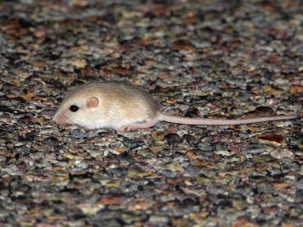 Little Pocket Mouse from Anza-Borrego Desert State Park, Julian, CA, US ...