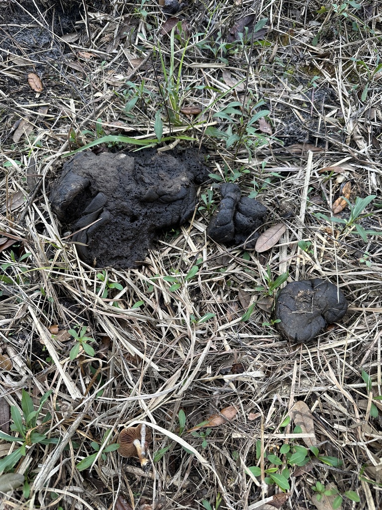 American Bison from Paynes Prairie Preserve State Park, Micanopy, FL ...