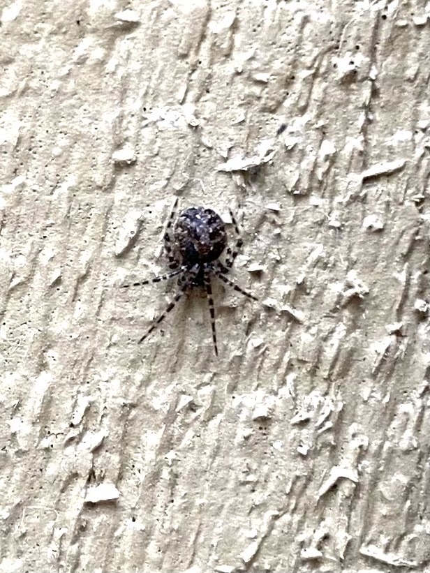 Typical Cobweb Spiders from Sanborn Rd, Saratoga, CA, US on January 19 ...