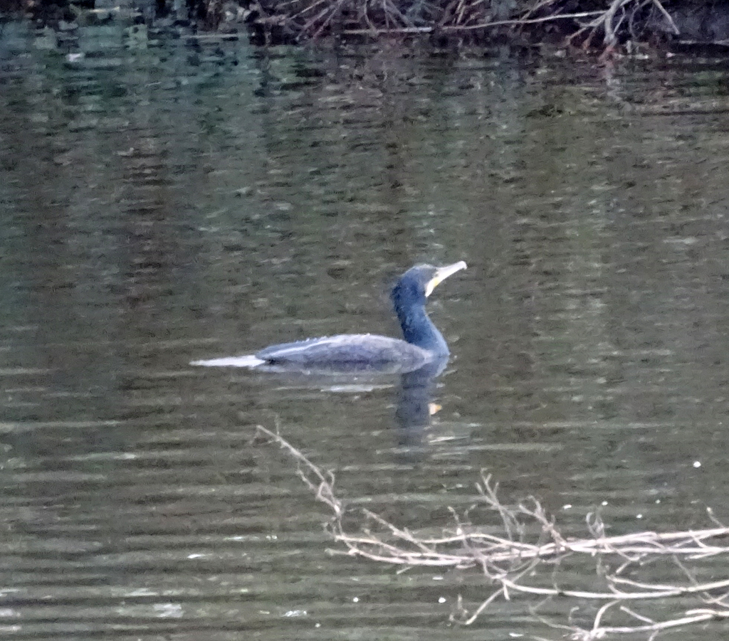 Great Cormorant from Liverpool, UK on December 28, 2023 at 12:07 PM by ...