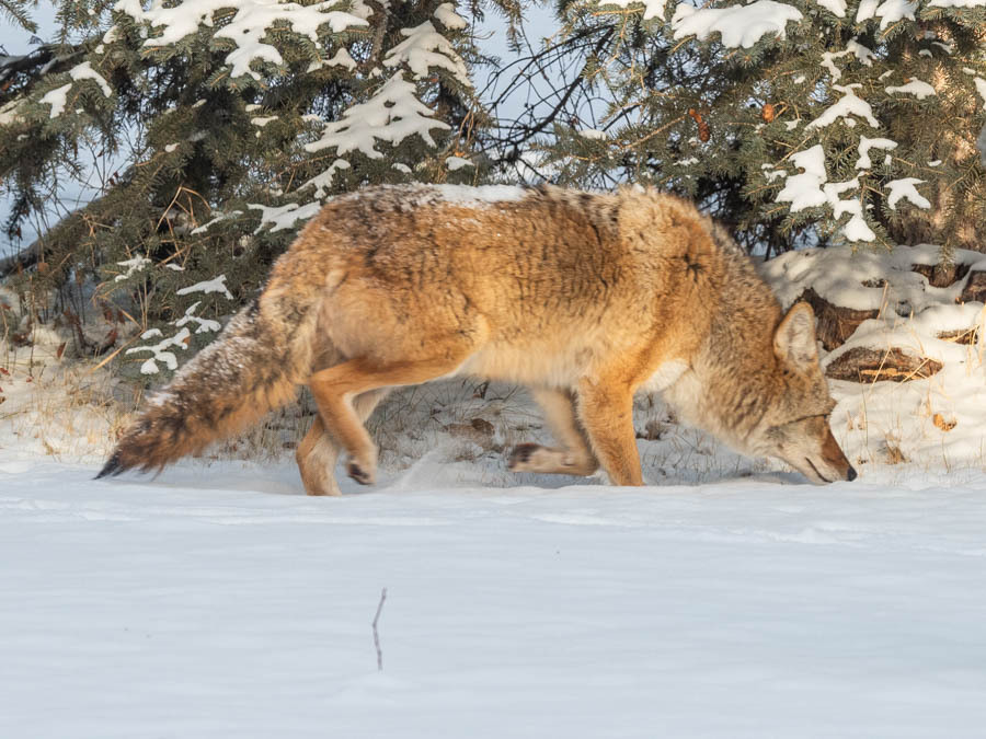 Coyote from Southwest Edmonton, Edmonton, AB, Canada on January 19 ...