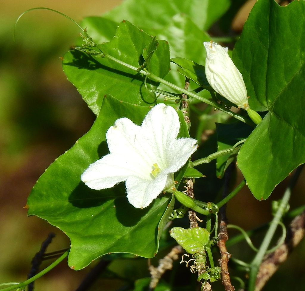 Ivy gourd from Saint John Barbados on January 19, 2024 at 01:29 PM by ...
