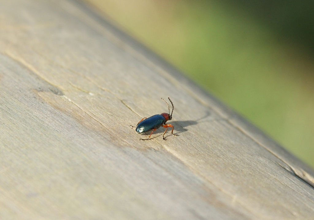 Oulema melanopus from 93 Donaustauf, Deutschland on April 3, 2011 at 02 ...
