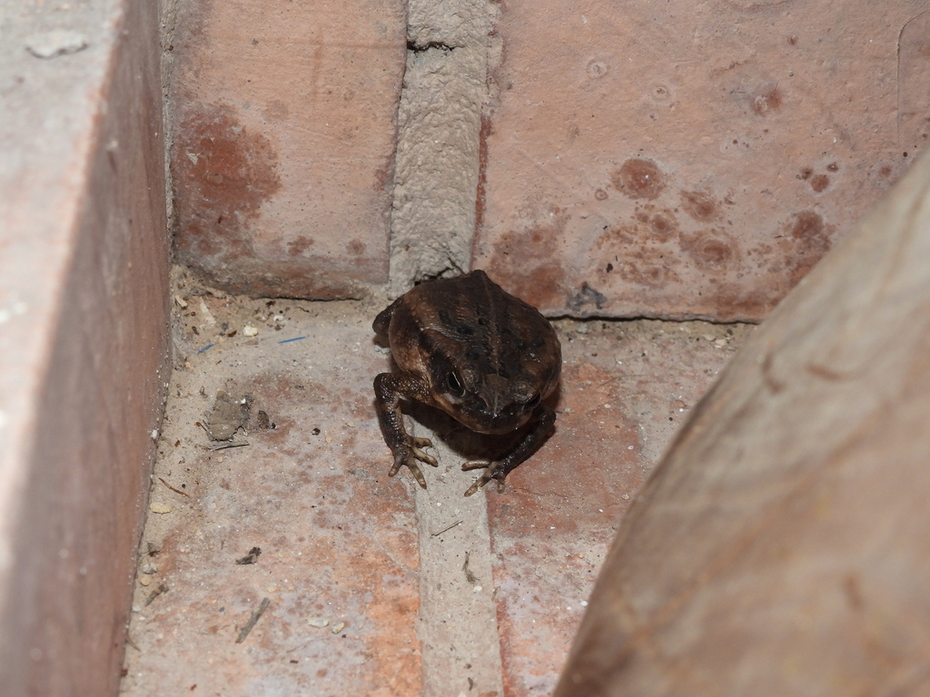 Giant Toad from Nimaima, Cundinamarca, Colombia on December 31, 2023 at ...