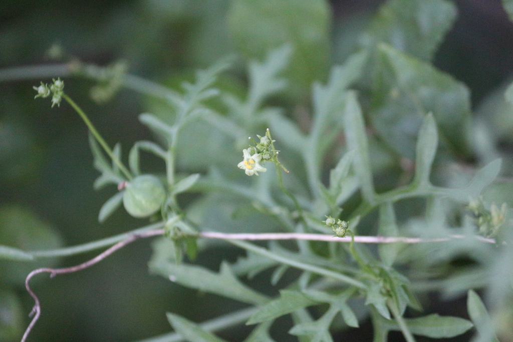 African Haap from West Rand District Municipality, South Africa on ...