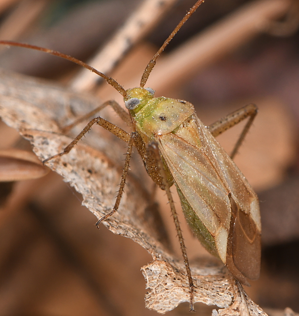 Alfalfa Plant Bug from 73870 Saint-Julien-Mont-Denis, France on ...