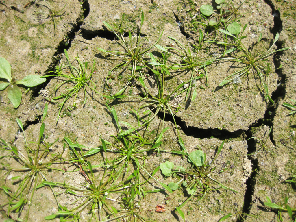 Botrydium granulatum from 94486 Osterhofen, Deutschland on May 11, 2011 ...