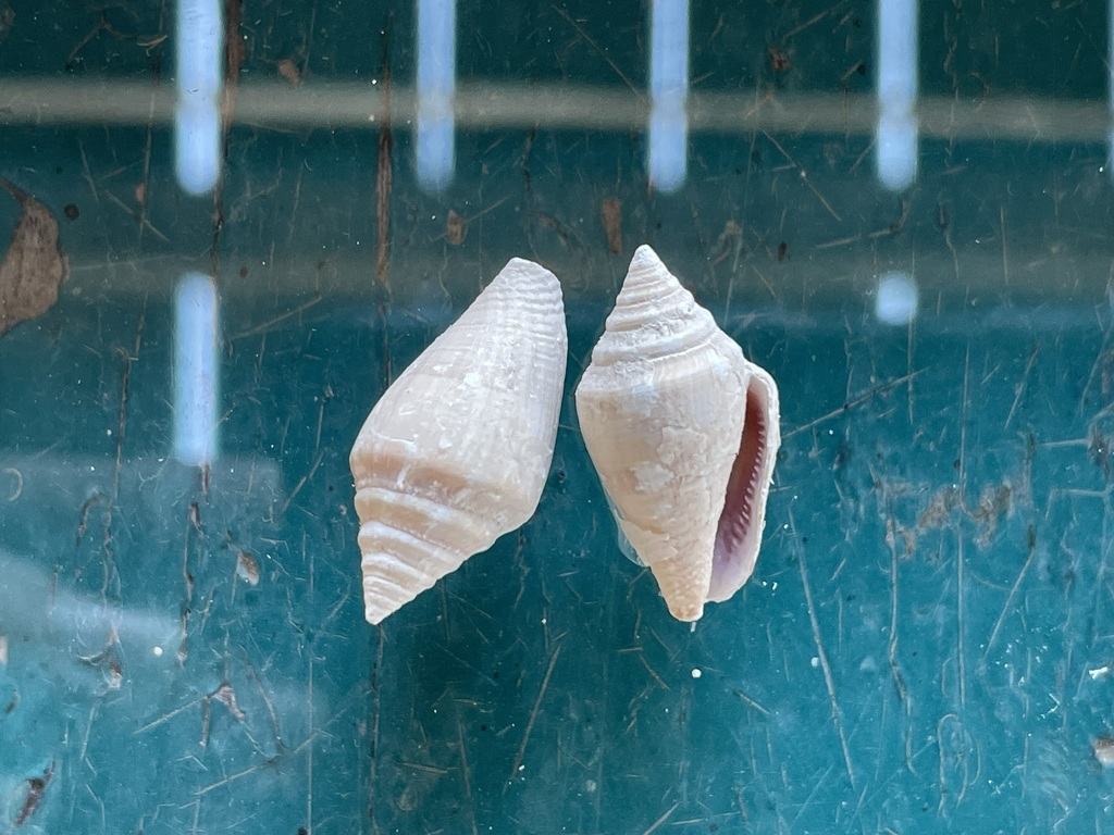 Parametaria dupontii from Las Conchas, Puerto Peñasco, Son., México on ...