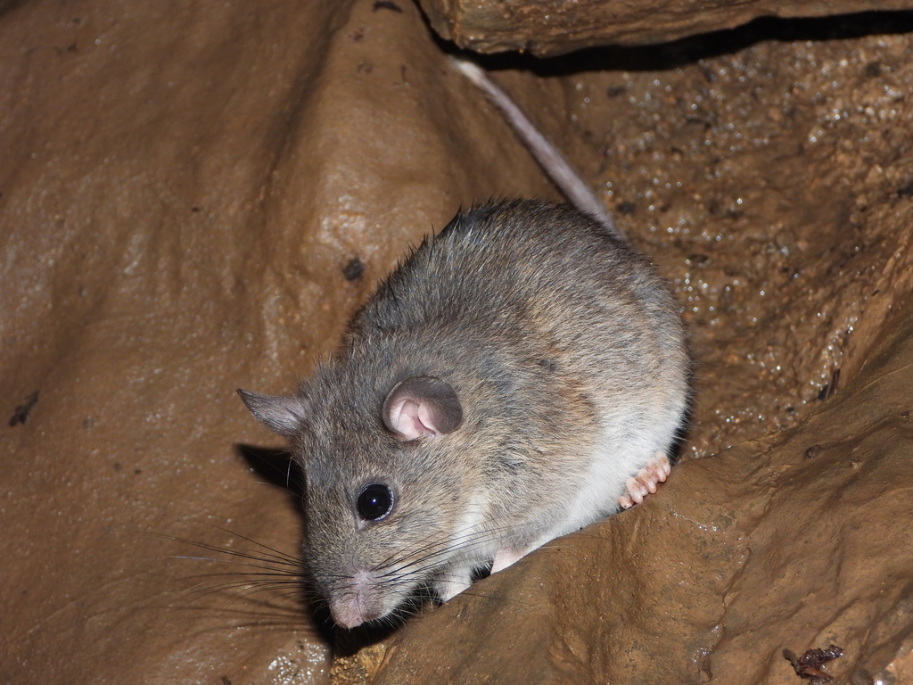 Eastern Woodrat from La Fayette, GA, US on August 21, 2021 at 03:40 PM ...