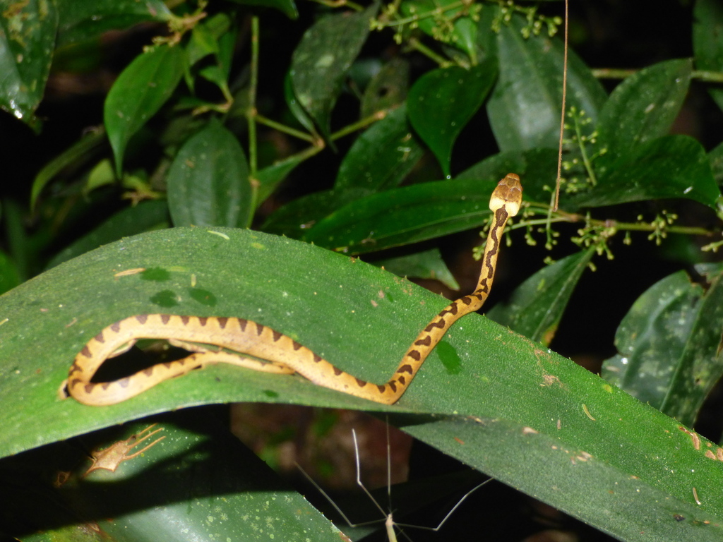 Banded Cat-eyed Snake from Magé, RJ, Brasil on January 19, 2024 at 01: ...