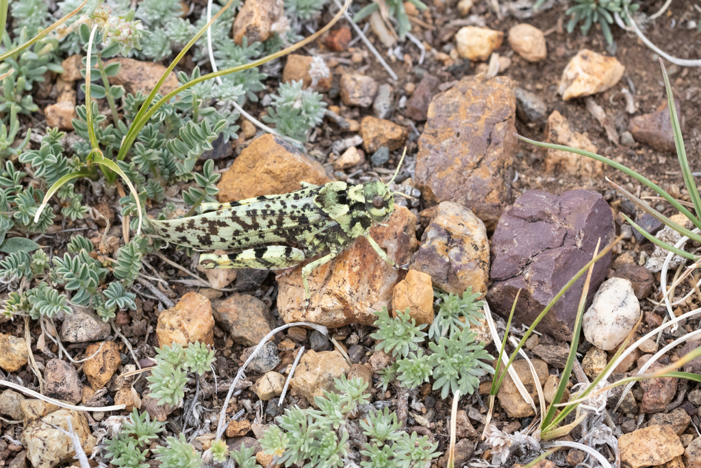 Angaracris barabensis from Kosh-Agachsky District, Altai Republic ...