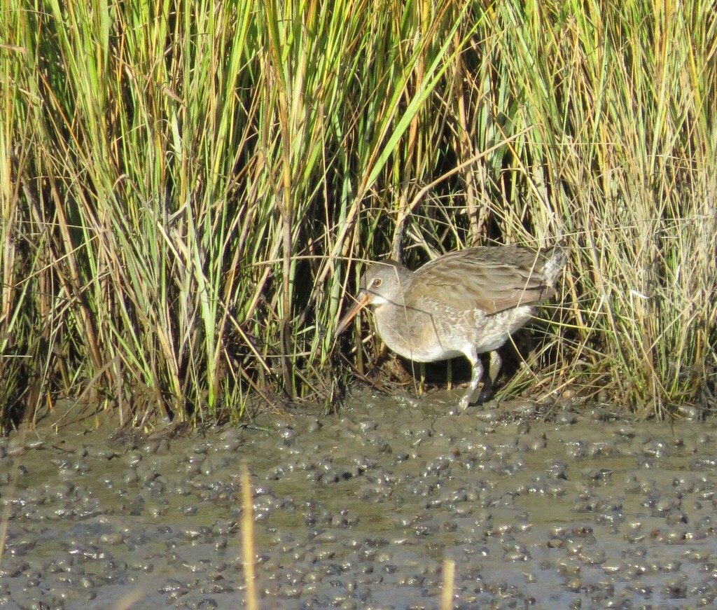 Clapper Rail from Sussex County, DE, USA on October 20, 2013 at 09:03 ...
