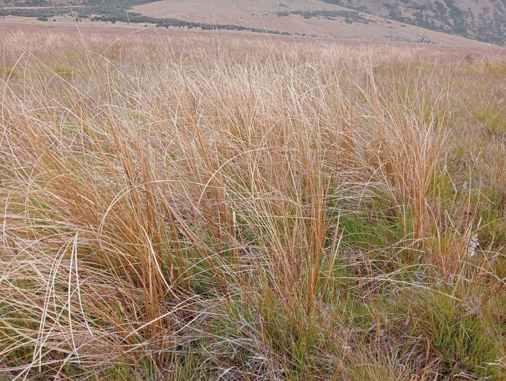 Carex kaloides from 9412, New Zealand on January 18, 2024 at 11:09 AM ...