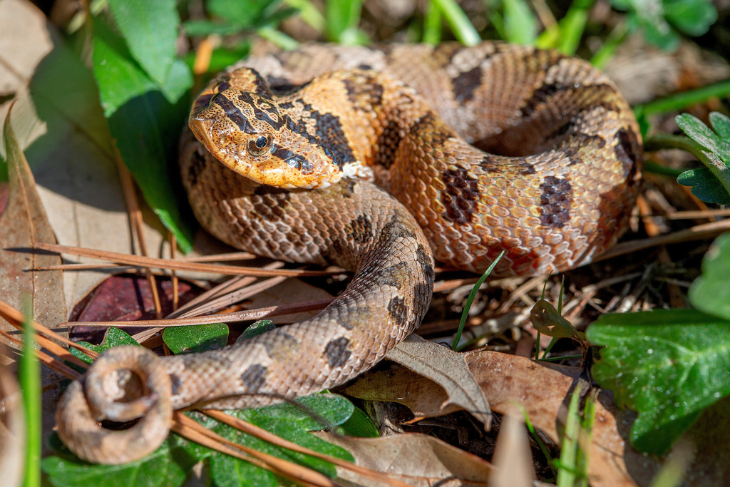 Eastern Hognose Snake from Grimes County, TX, USA on January 19, 2024 ...