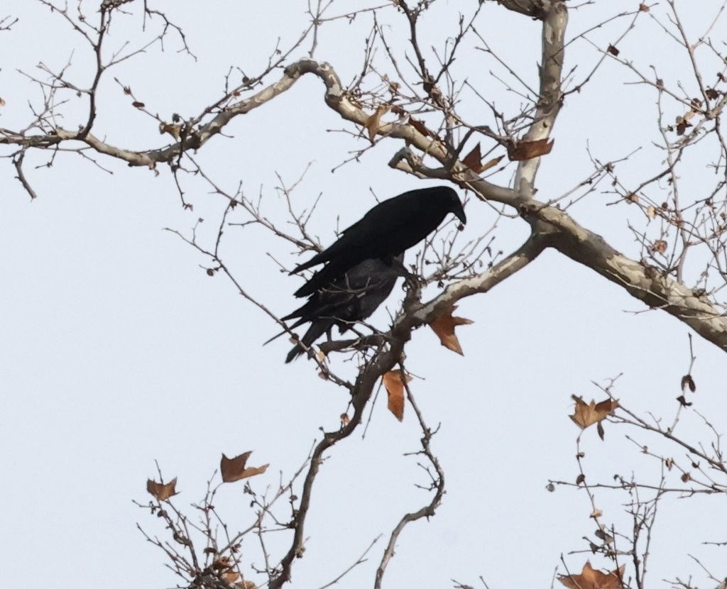 Common Raven from San Diego, CA, USA on January 19, 2024 at 09:07 AM by ...