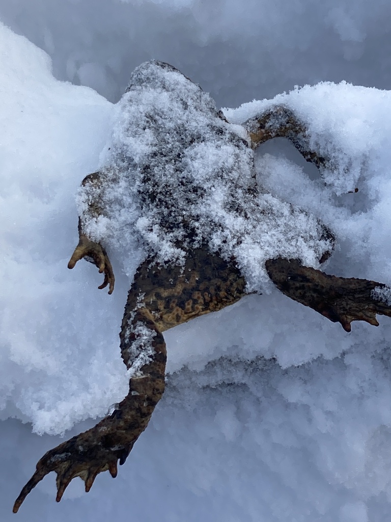 Eastern American Toad from Les Collines-de-l'Outaouais, CA-QC, CA on ...