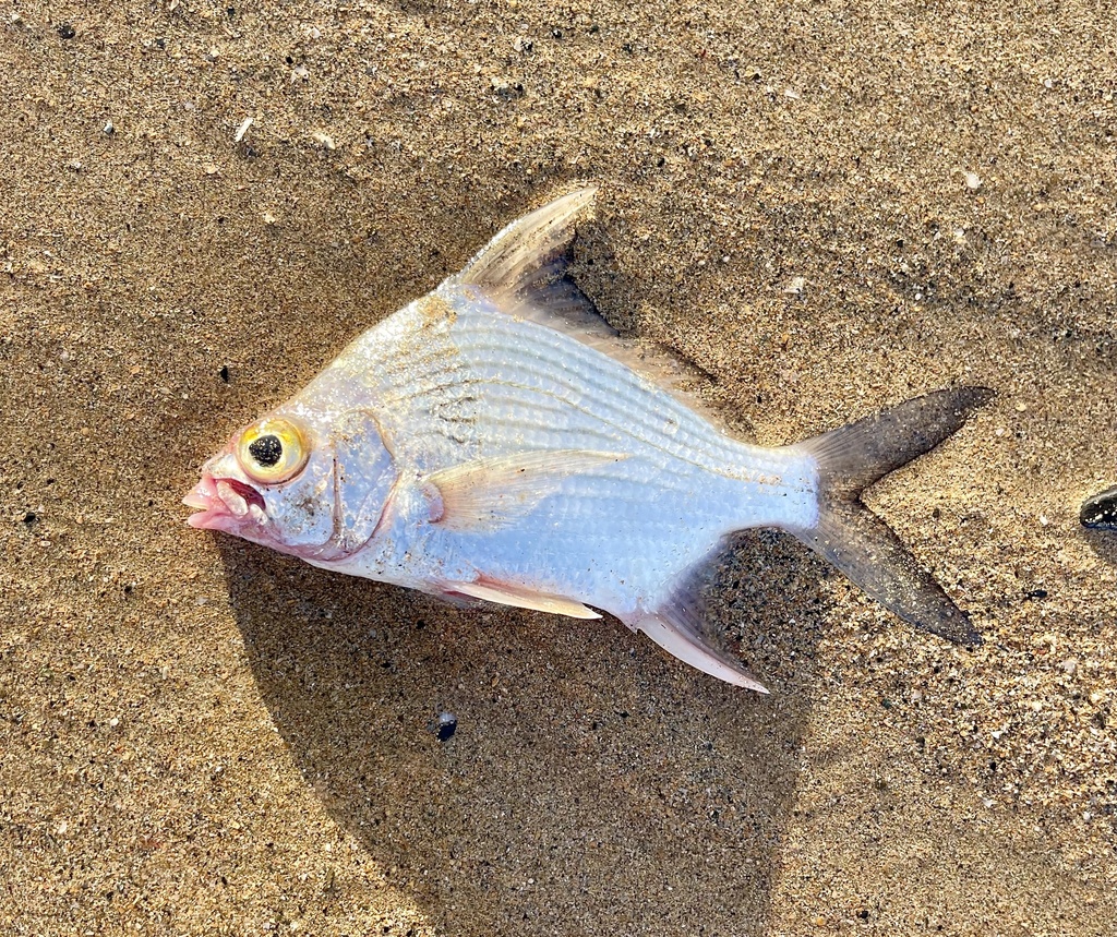 Striped mojarra from North Atlantic Ocean, Río Grande, Puerto Rico, US ...
