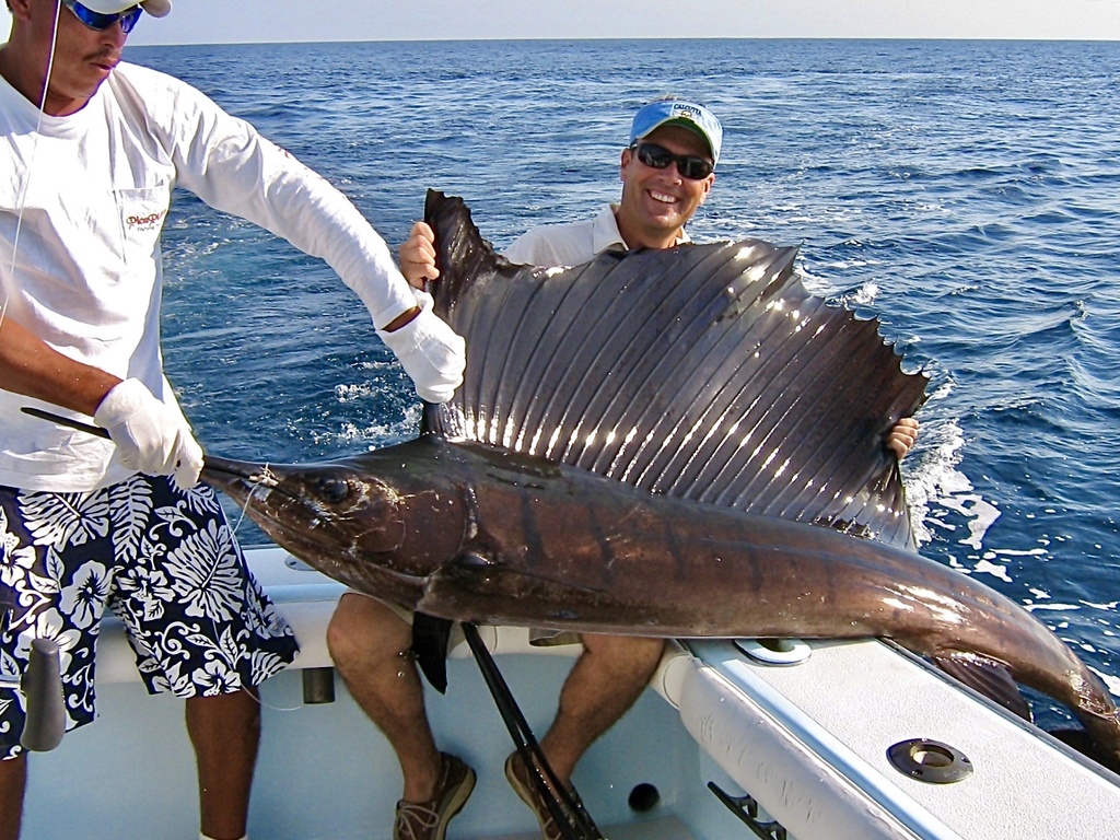 Sailfish in February 2008 by viweedguy · iNaturalist