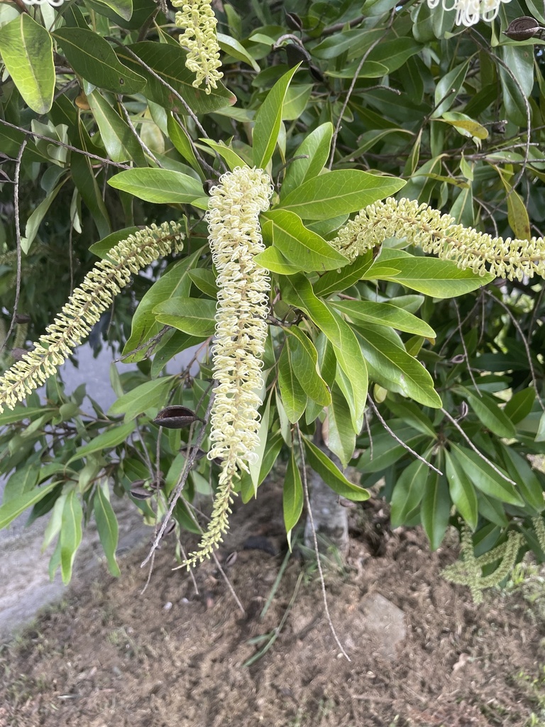 ivory curl tree from Ironbark Pl, Bellingen, NSW, AU on January 20 ...
