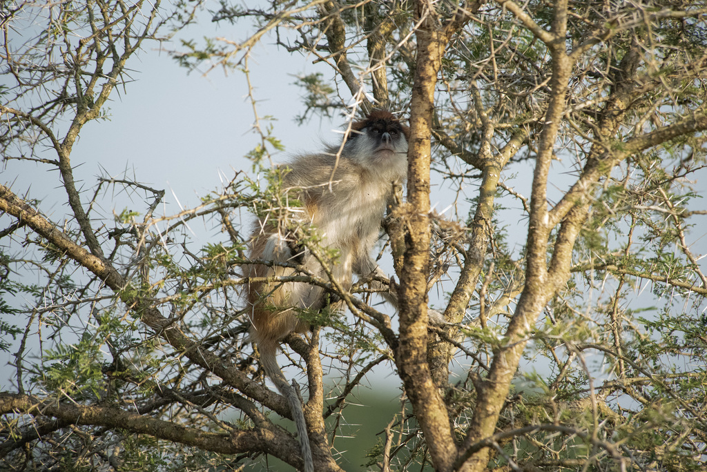 Eastern Patas Monkey in December 2023 by sebriscoe · iNaturalist