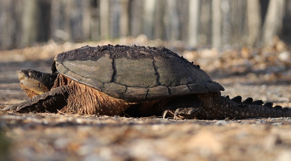 Common Snapping Turtle from St-Bruno-de-Montarville, QC, Canada on May ...