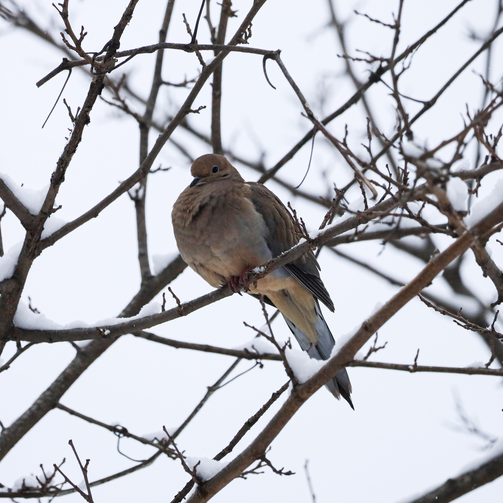 Mourning Dove from Takoma Park, MD, USA on January 19, 2024 at 03:39 PM ...