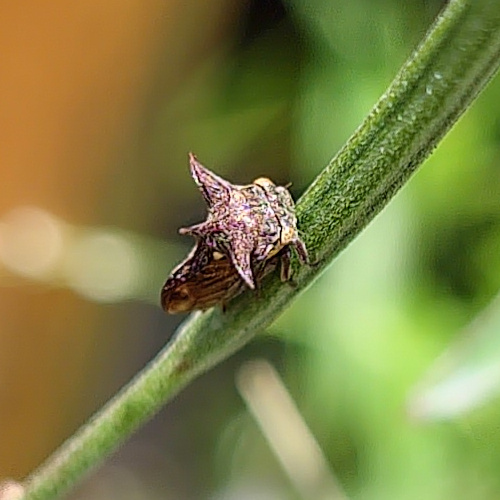 Tri-horned treehopper in January 2024 by Anthony Wilson. Taking a photo ...