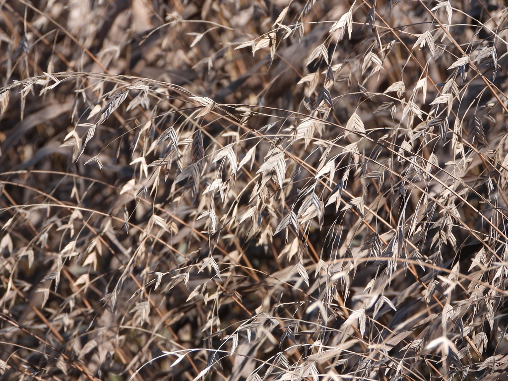 inland wood oats from Austin, TX, USA on January 18, 2024 at 01:59 PM ...