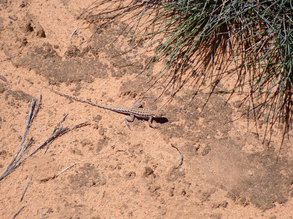 Southern Mallee Dragon in January 2024 by Mark Hura · iNaturalist