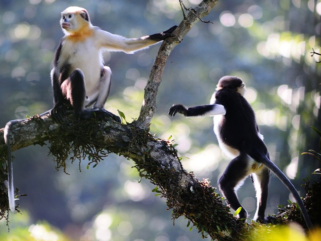 Snub-nosed Monkeys (Rhinopithecus) - Know Your Mammals