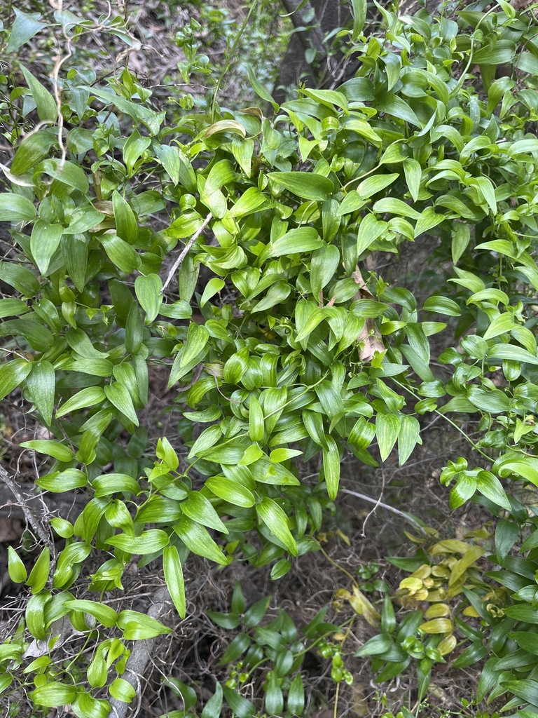Cape Smilax from Edgewood Rd, San Juan Capistrano, CA, US on January 19, 2024 at 01:11 PM by ...