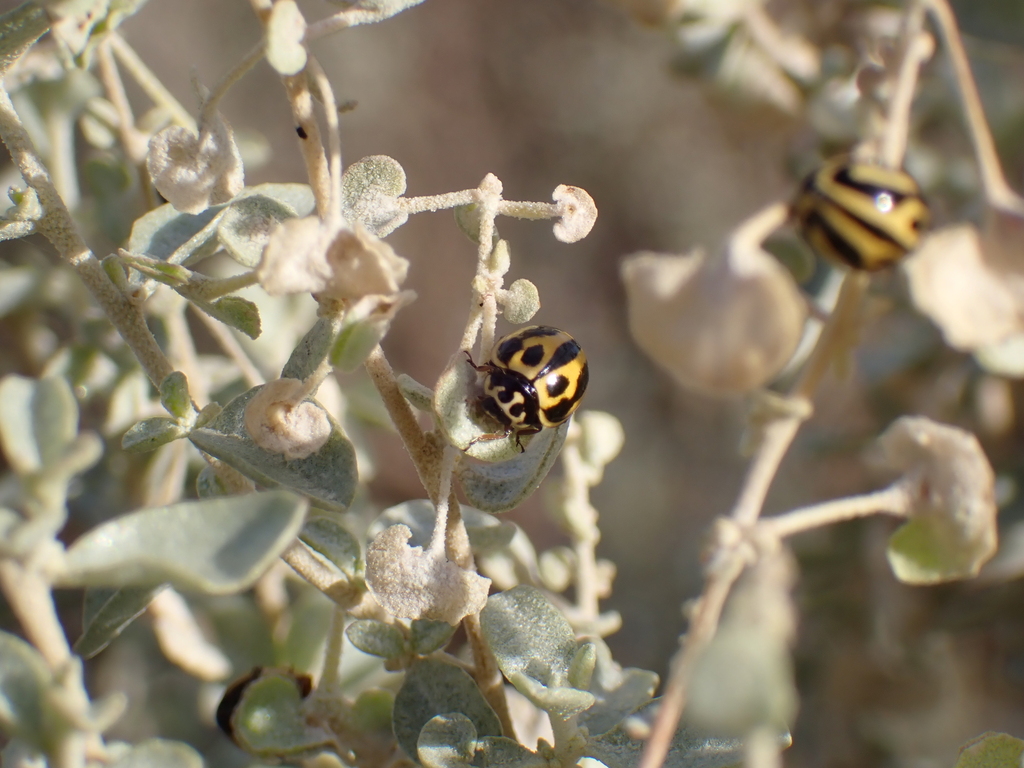 Micraspis furcifera in January 2024 by Mark Hura · iNaturalist