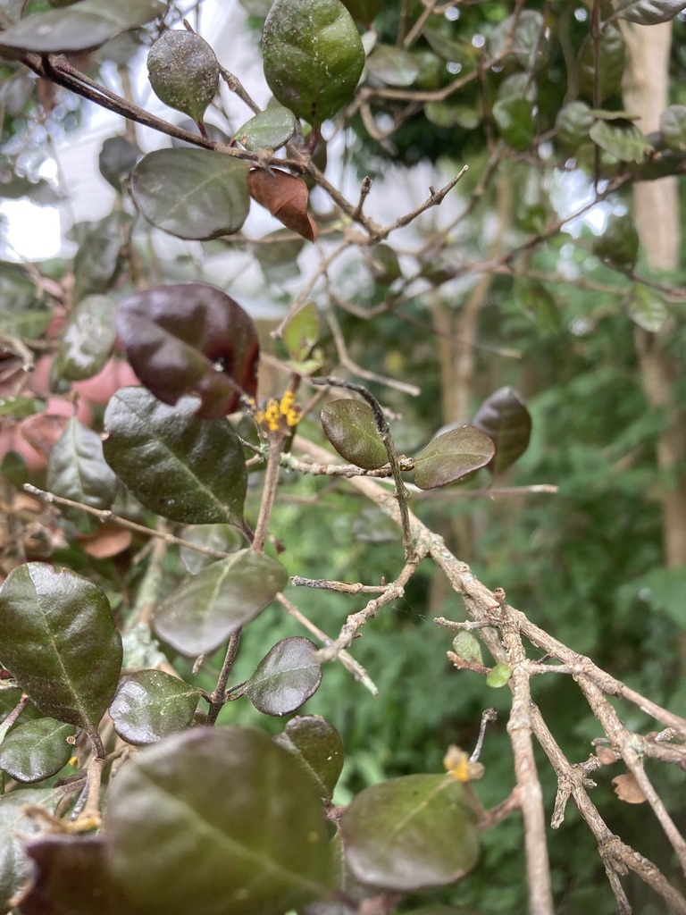 Myrtle Rust in January 2024 by agardenerwhocares · iNaturalist