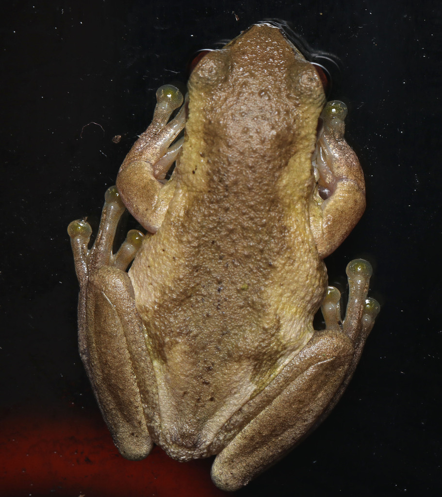 Bleating Tree Frog in January 2024 by juliegraham173 · iNaturalist