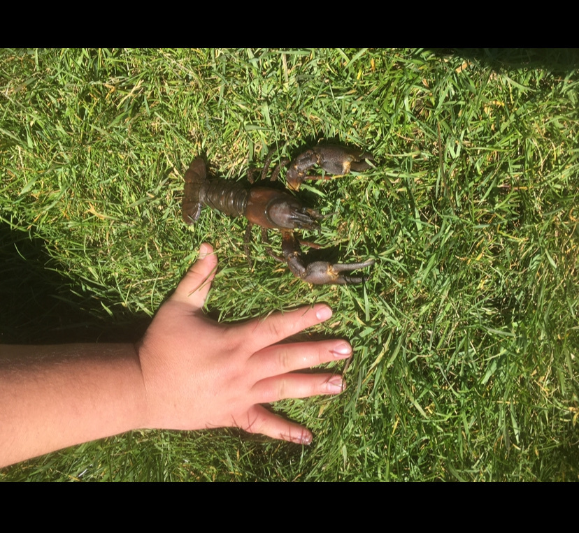 Signal Crayfish from Karcher Mall, Nampa, ID, US on April 19, 2021 at ...