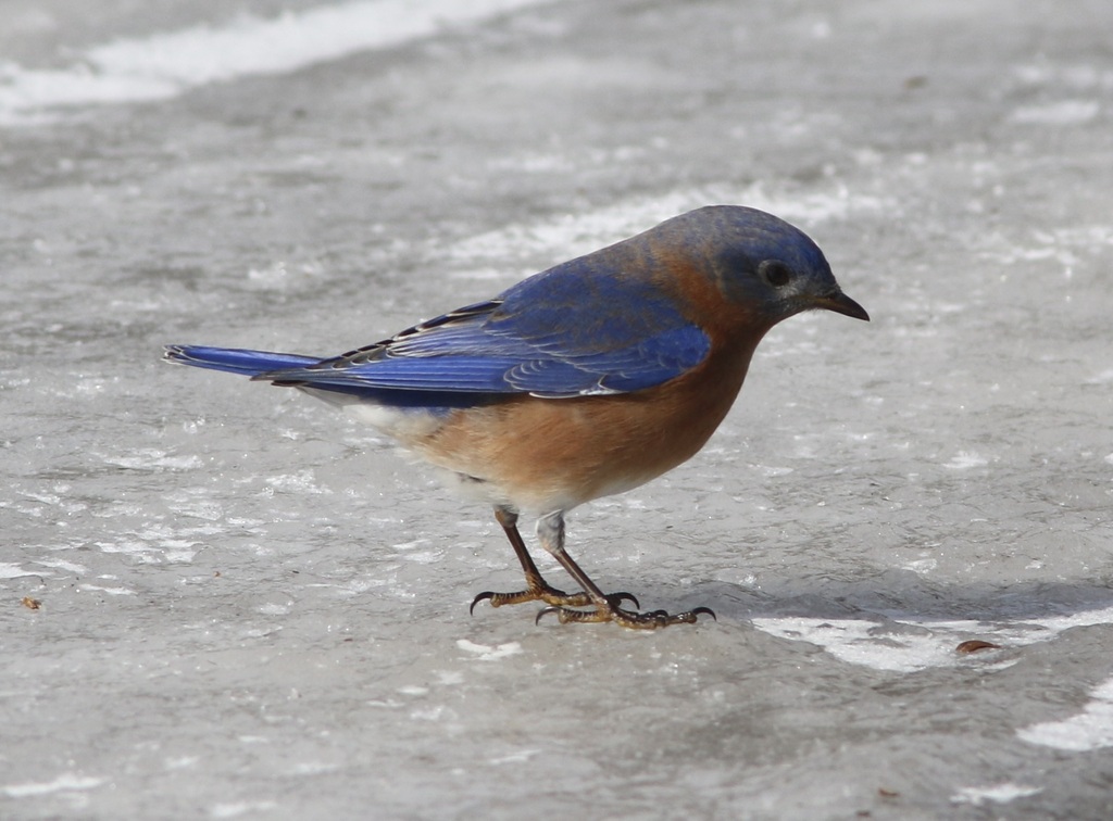 Eastern Bluebird from Hermitage, Nashville, TN, USA on January 19, 2024 ...