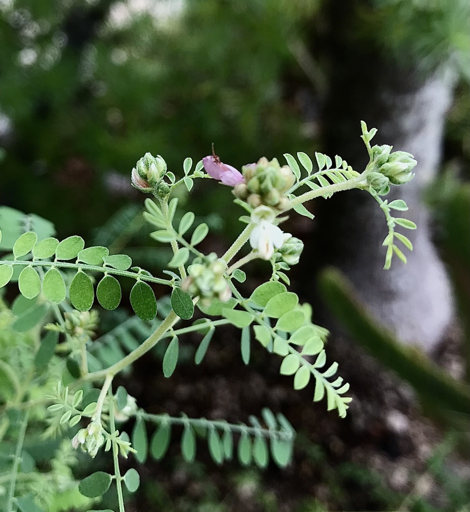 Florida prairie-clover in October 2021 by viweedguy · iNaturalist