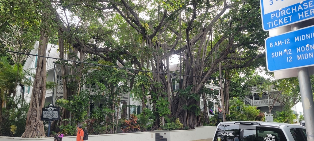 Figs from Key West, FL 33040, USA on January 16, 2024 at 10:49 AM by ...