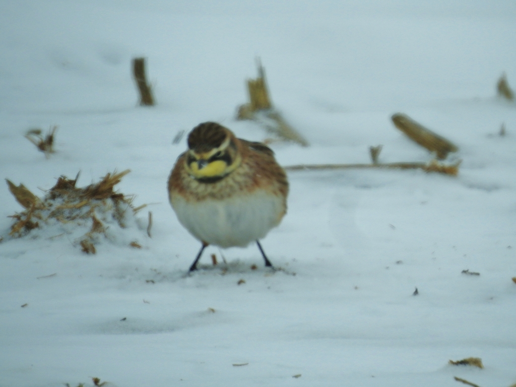 Horned Lark from Xayar County, Aksu Prefecture, Xinjiang, China on ...