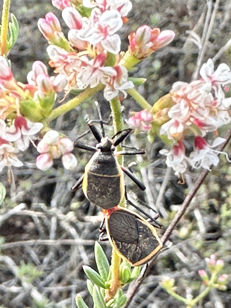 California Bordered Plant Bug from Mission Trails Regional Park, San ...