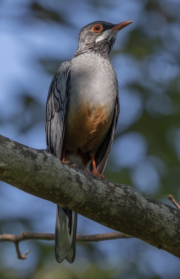 Red-legged Thrush from Cow Key, Key West, FL, US on October 13, 2020 at ...