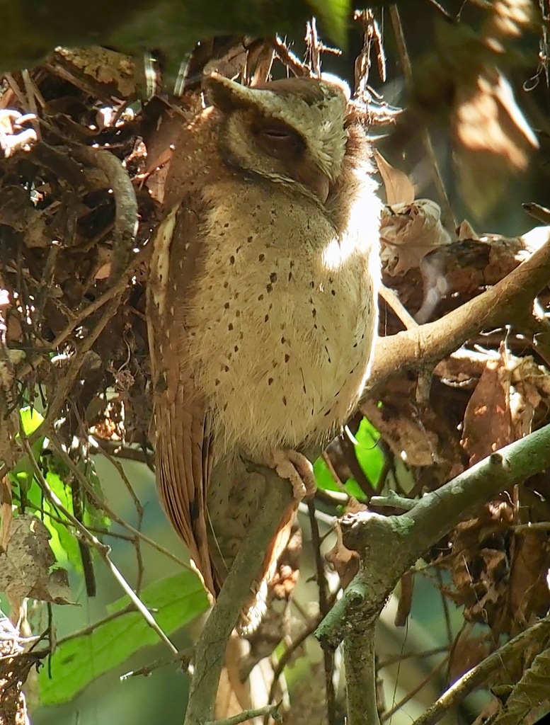 White-fronted Scops-Owl in January 2024 by Jay VanderGaast · iNaturalist