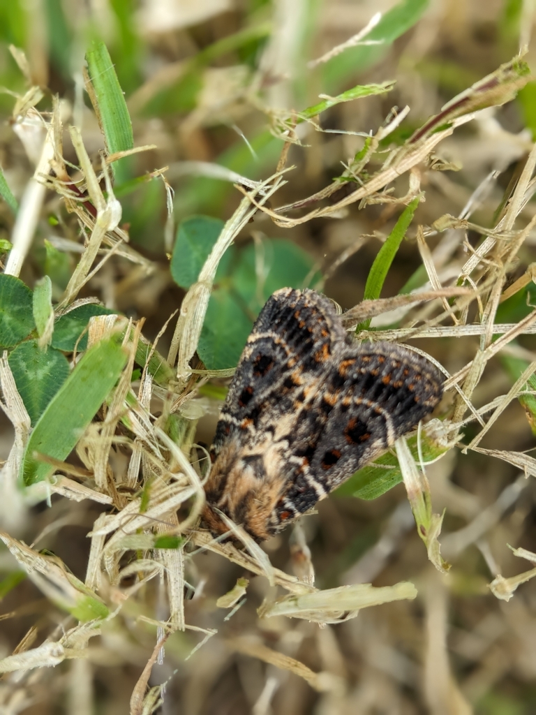 Proteuxoa sanguinipuncta from Woodbridge TAS 7162, Australia on January ...