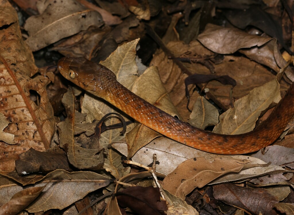 Brown Tree Snake from Mount Glorious QLD 4520, Australia on January 19 ...