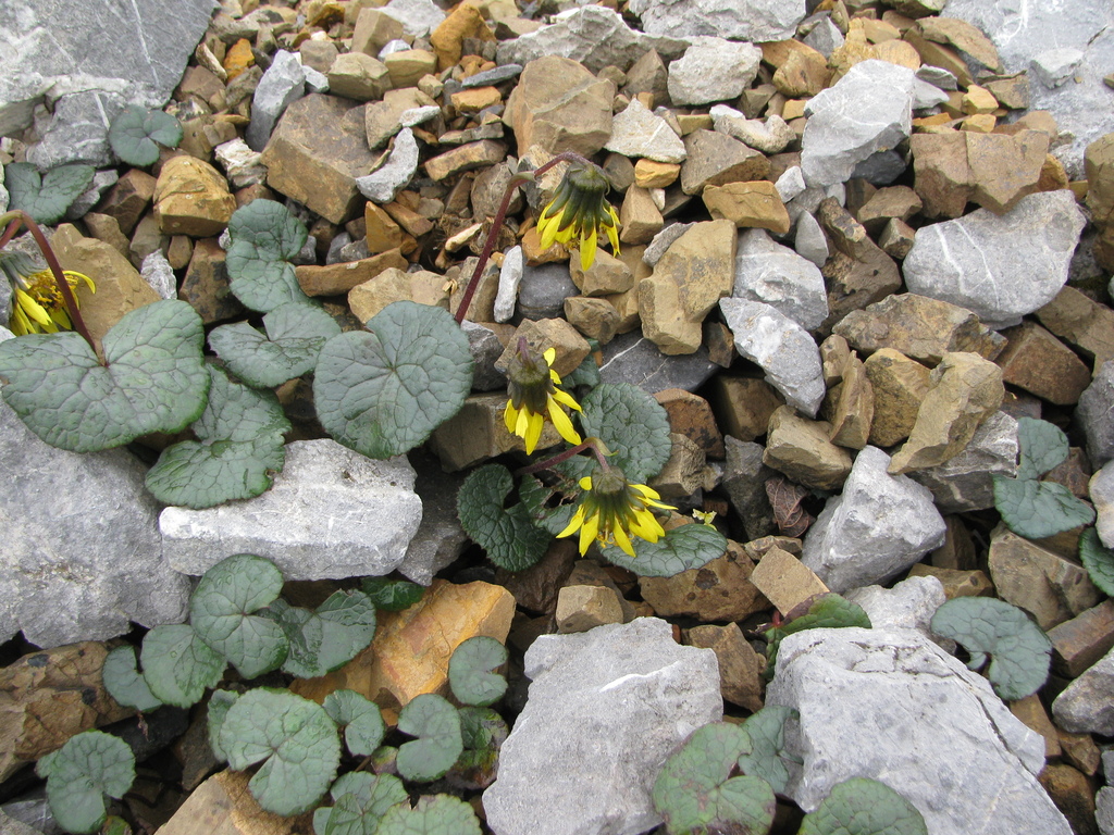 Cremanthodium reniforme from S part of Yulong Xueshan, 4100‒4300 m ...