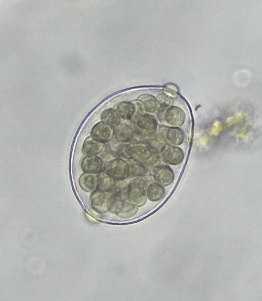 Nostocaceae from Andover, NJ, US on January 19, 2024 at 04:06 PM by ...