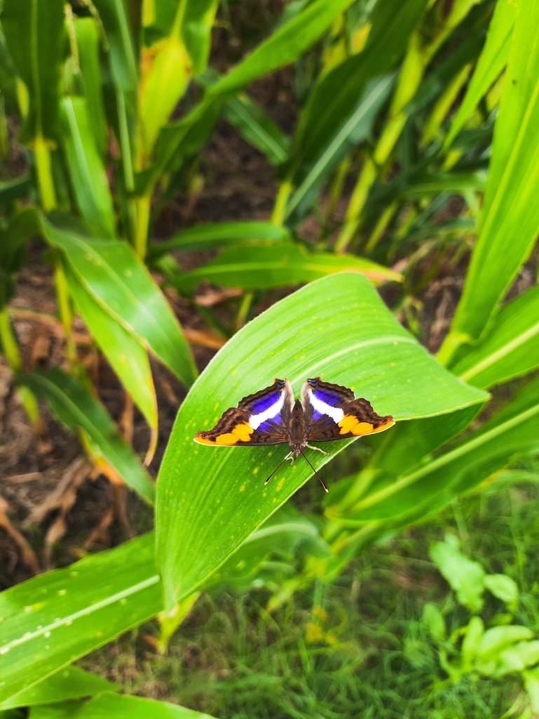 Silver Emperor from Valle de Santiago, Gto., México on August 24, 2023 ...
