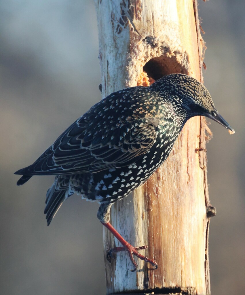 European Starling from Boucherville, QC, Canada on January 19, 2024 at ...